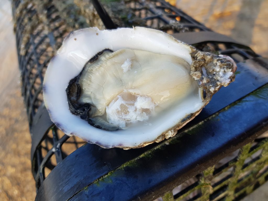 SEAPA continues to work on products and systems adaptable to French ...