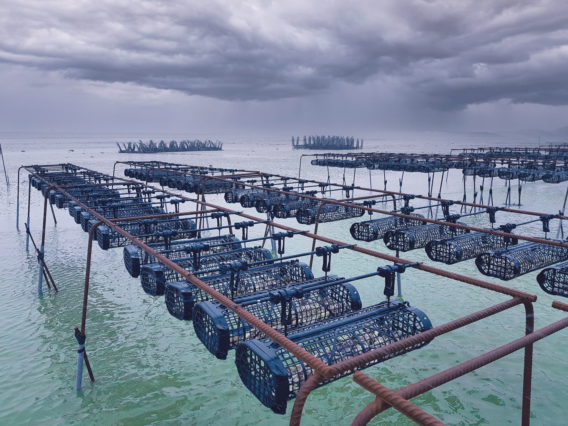 Home | SEAPA Oyster Basket Systems | Single Seed Farming Technology